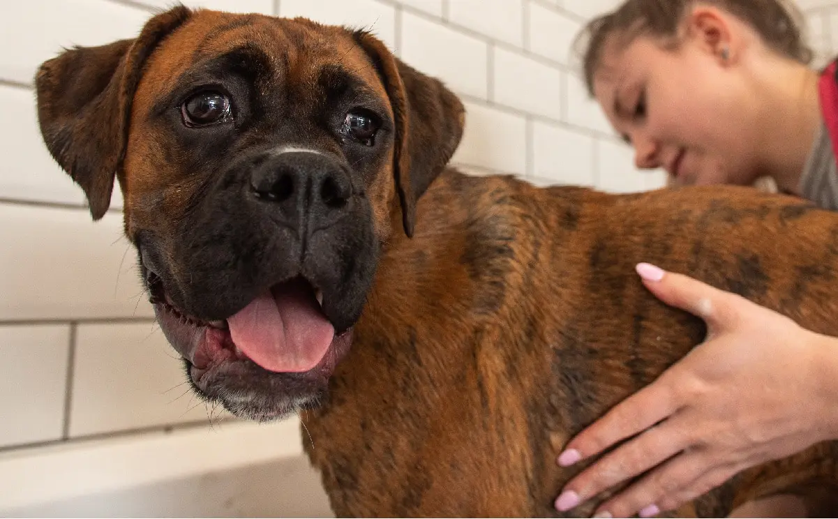 Dog Groomers in Altrincham | The Pet Retreat