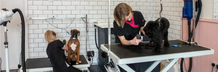 How To Groom Your Dogs At Home | The Pet Retreat