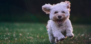 Wool Coat Dog Grooming Guide | The Pet Retreat
